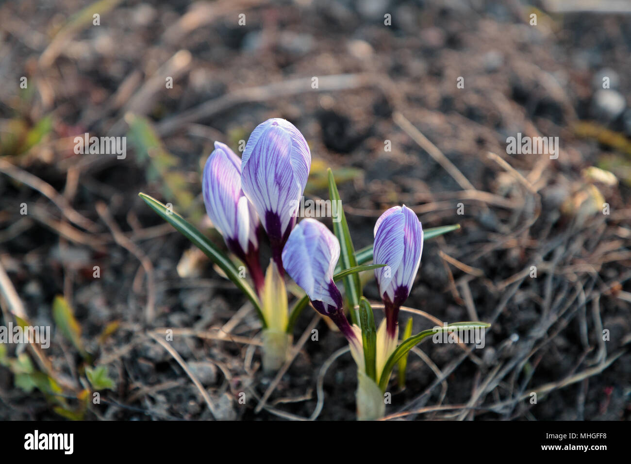 First flowers of the season hi-res stock photography and images - Alamy