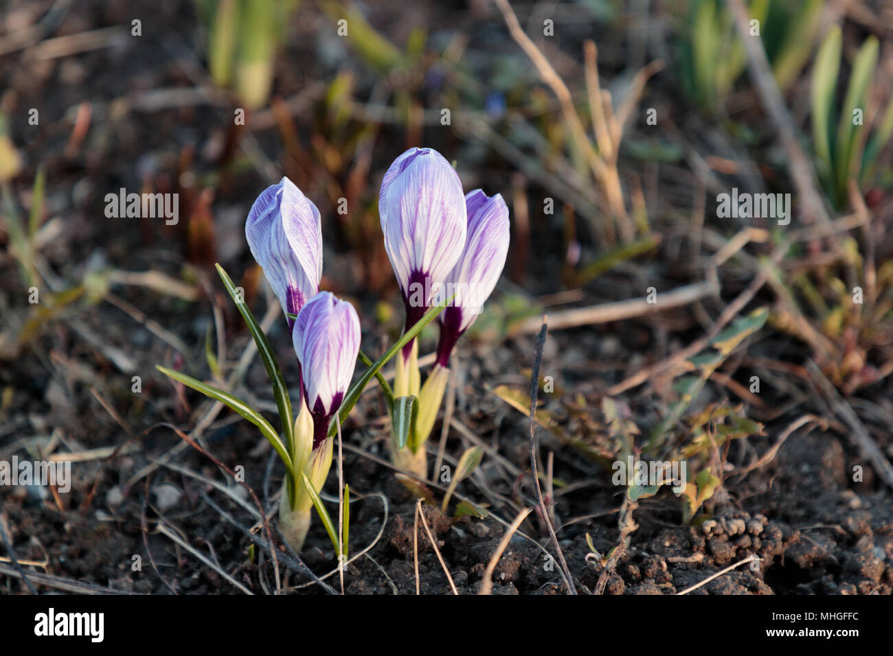 First flowers of the season hi-res stock photography and images - Alamy