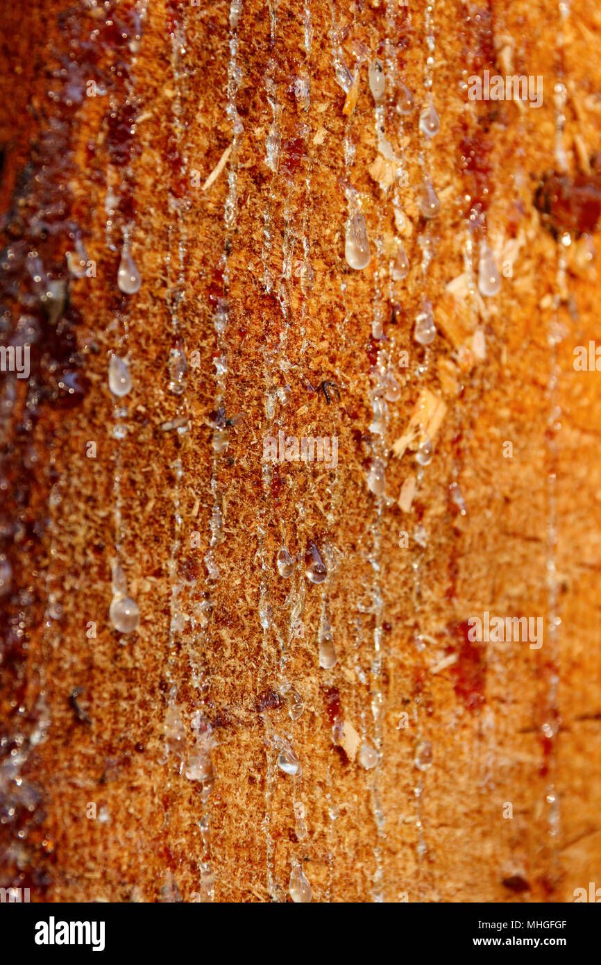 Annual ring hi-res stock photography and images - Alamy