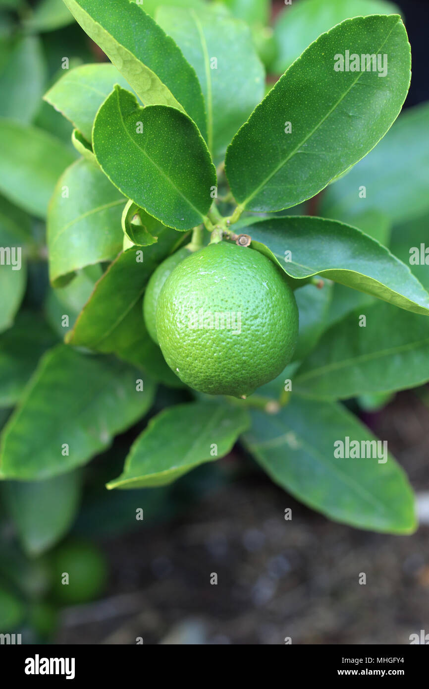 Citrus tree branch hi-res stock photography and images - Alamy