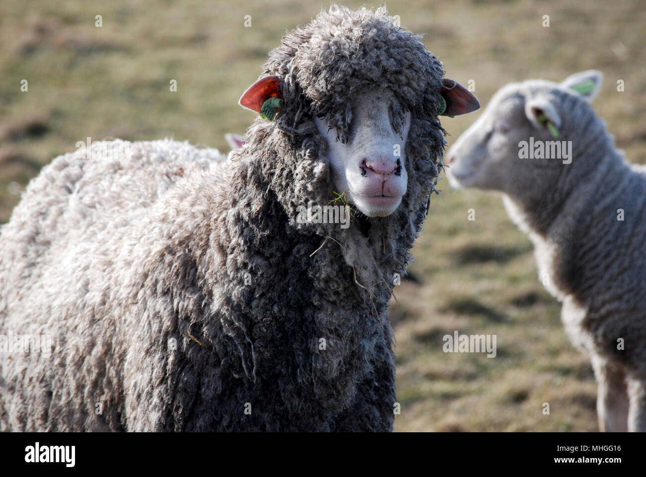 Wild sheep europe hi-res stock photography and images - Alamy
