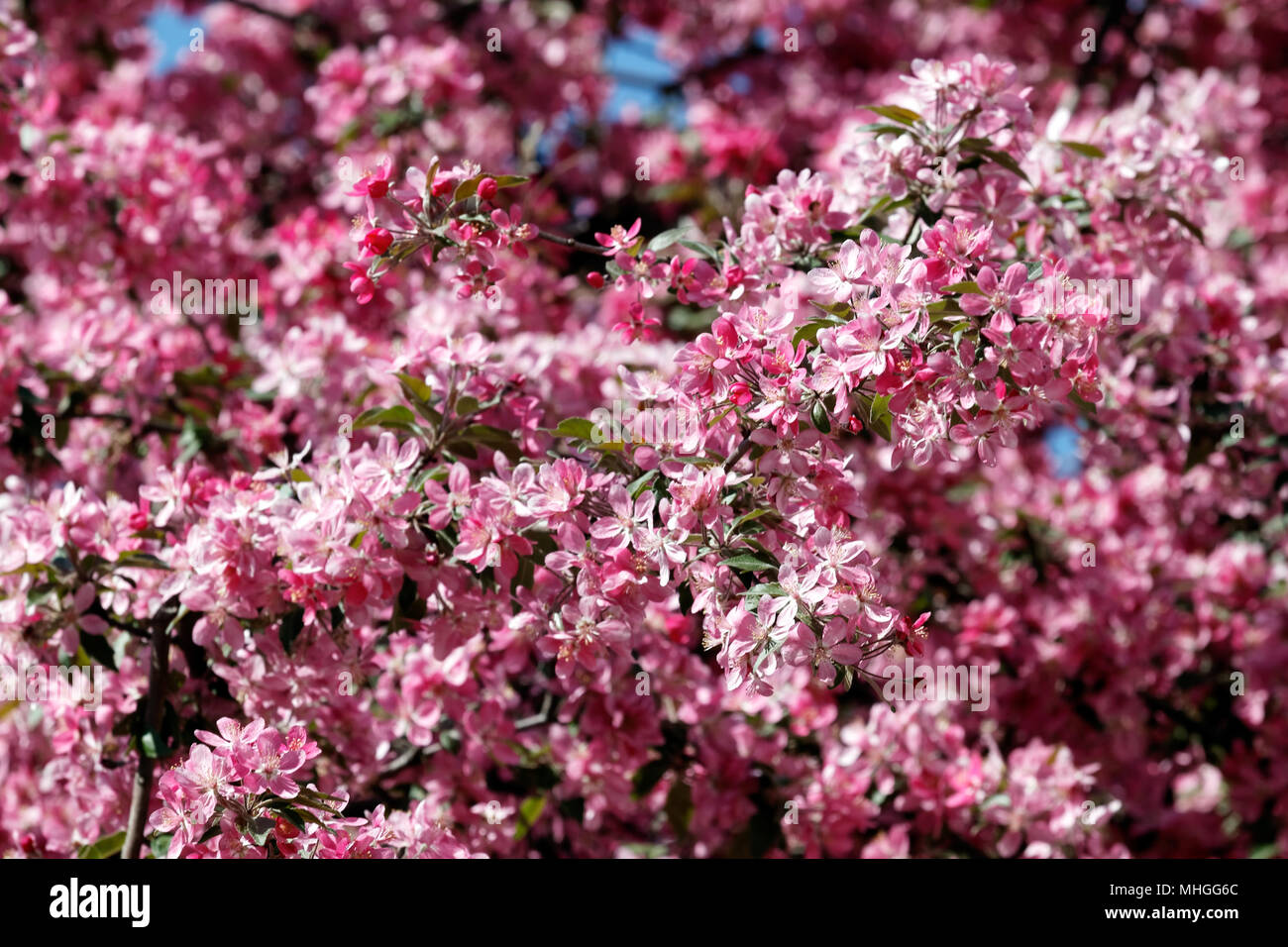 Paradise apple tree hi-res stock photography and images - Alamy