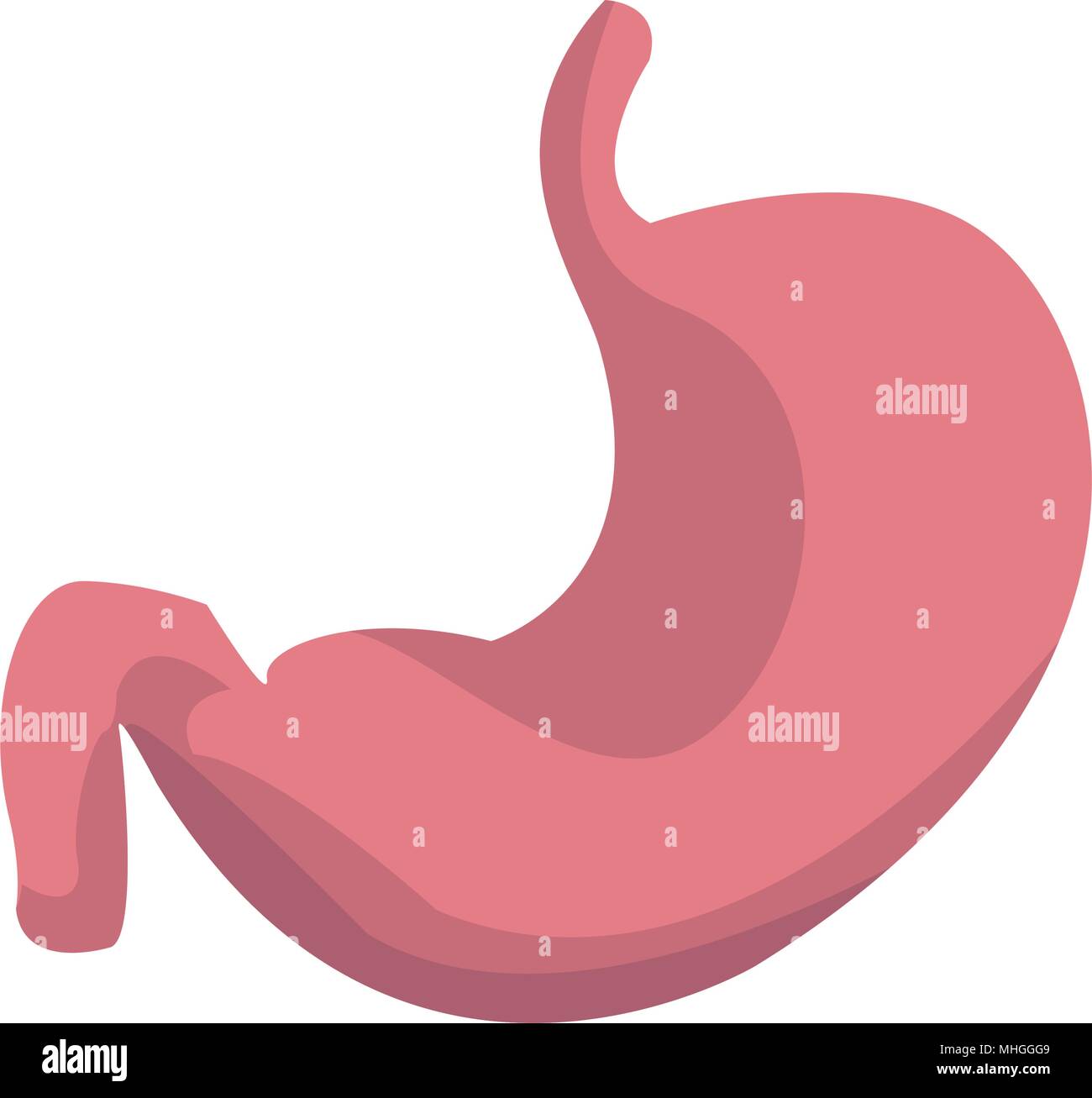 Human Stomach High Resolution Stock Photography and Images - Alamy