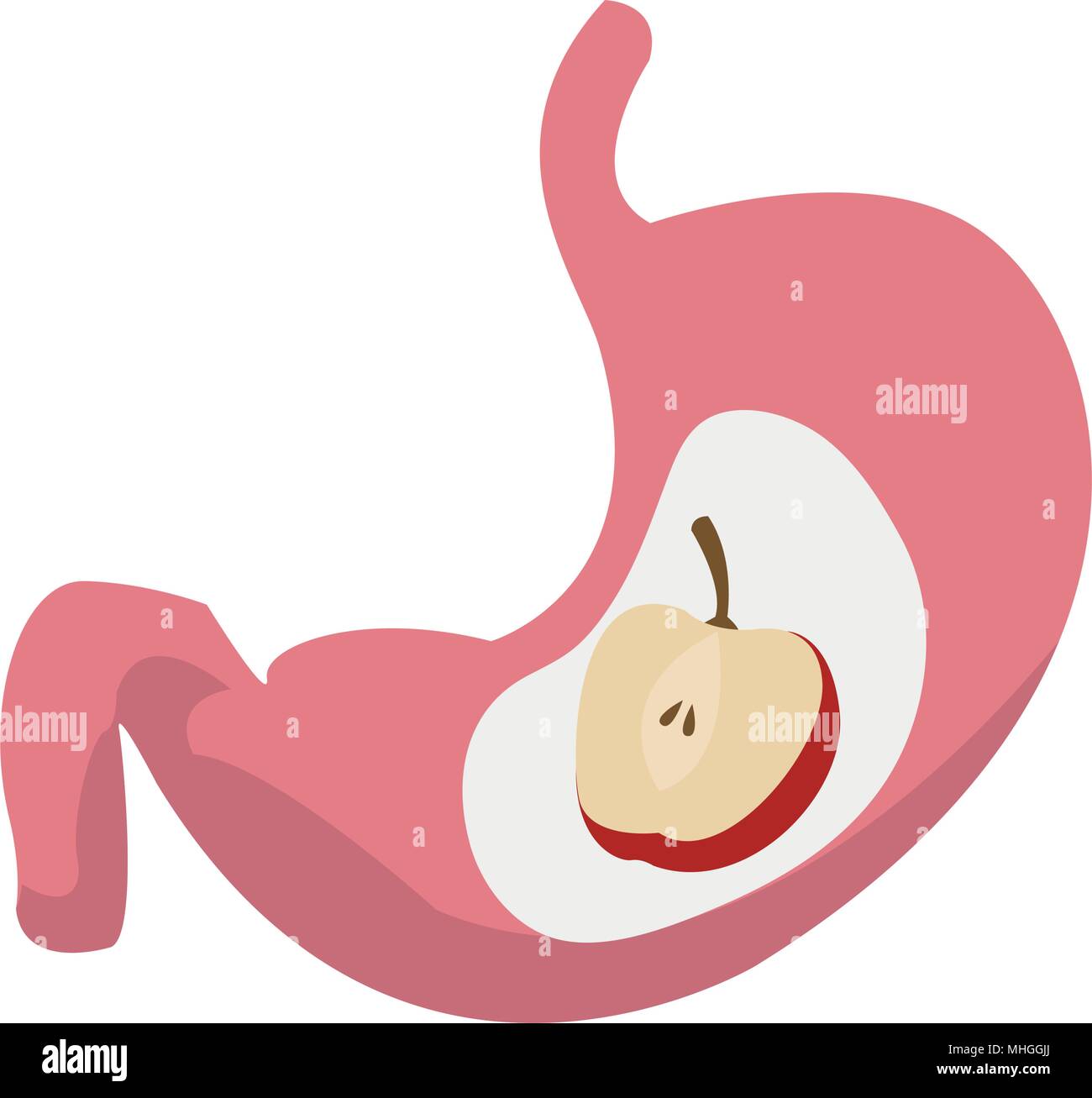 Stomach with apple iside Stock Vector Image & Art - Alamy