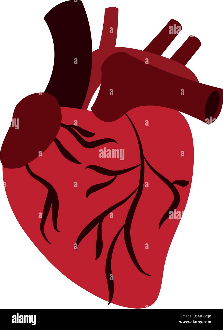 Human earth organ Stock Vector Image & Art - Alamy