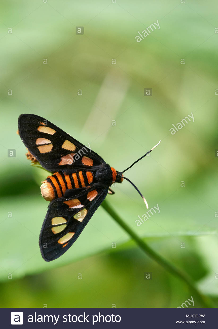 Australian Tiger Moth Stock Photos & Australian Tiger Moth Stock Images ...