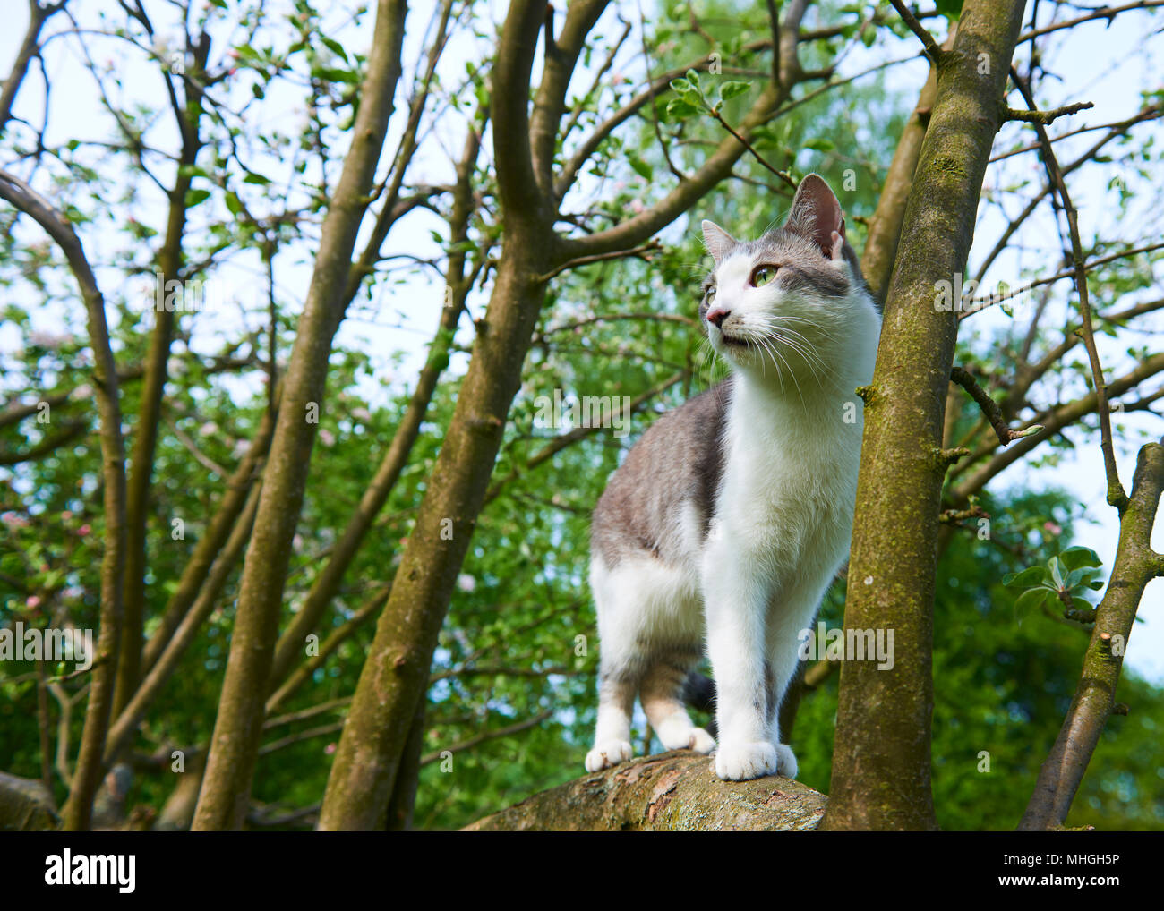 Cat hanging on tree hi-res stock photography and images - Alamy