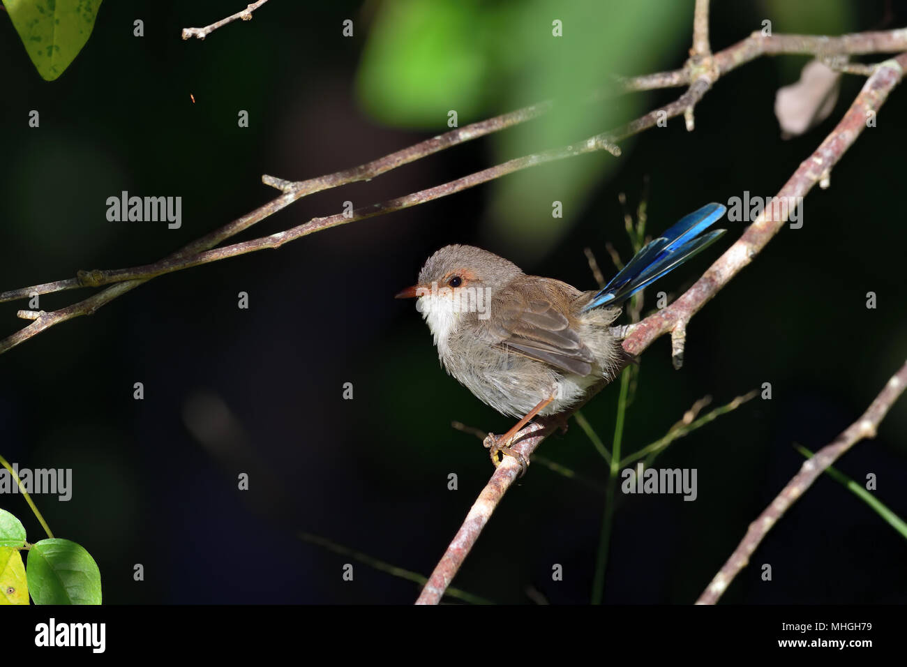 Male superb fairy wren malurus cyaneus close up photo High Resolution ...