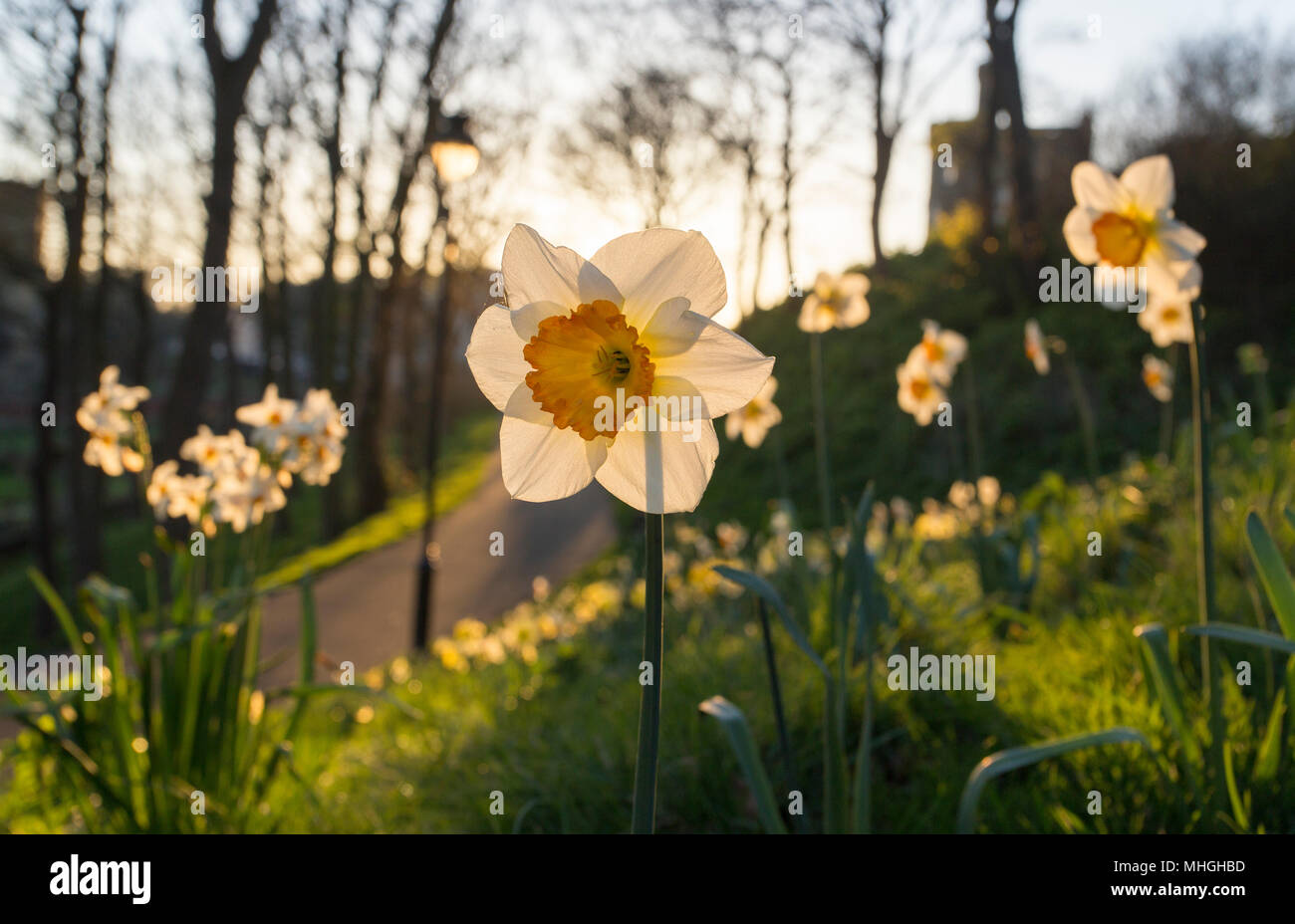 Spring Daffodils in golden sunshine Stock Photo - Alamy