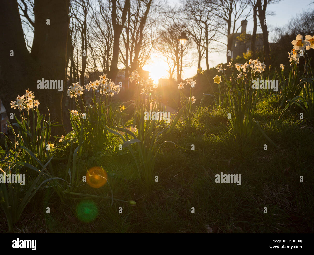 Sun through daffodil petals hi-res stock photography and images - Alamy