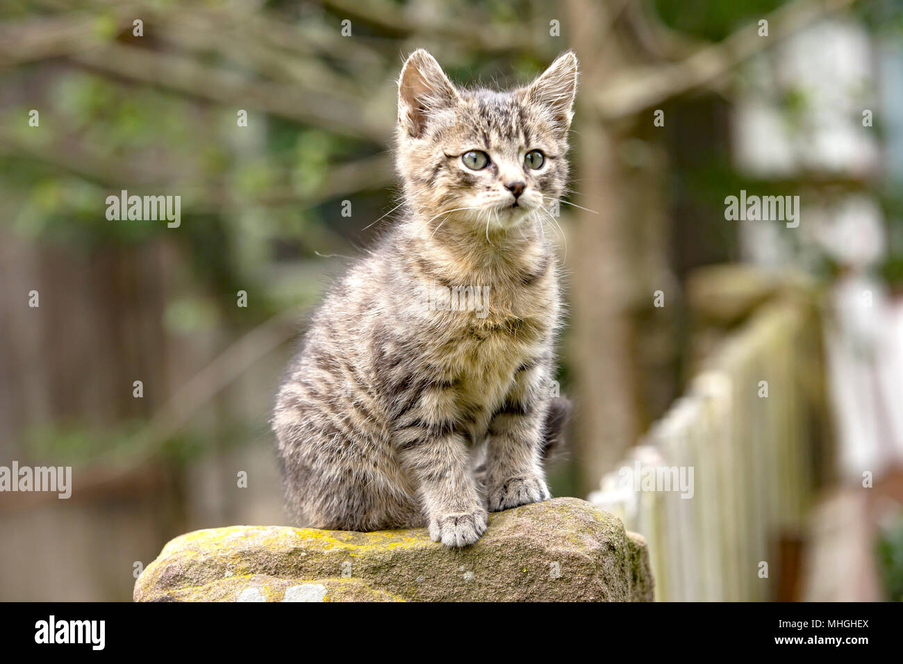Kittens playing outside in grass hi-res stock photography and images ...