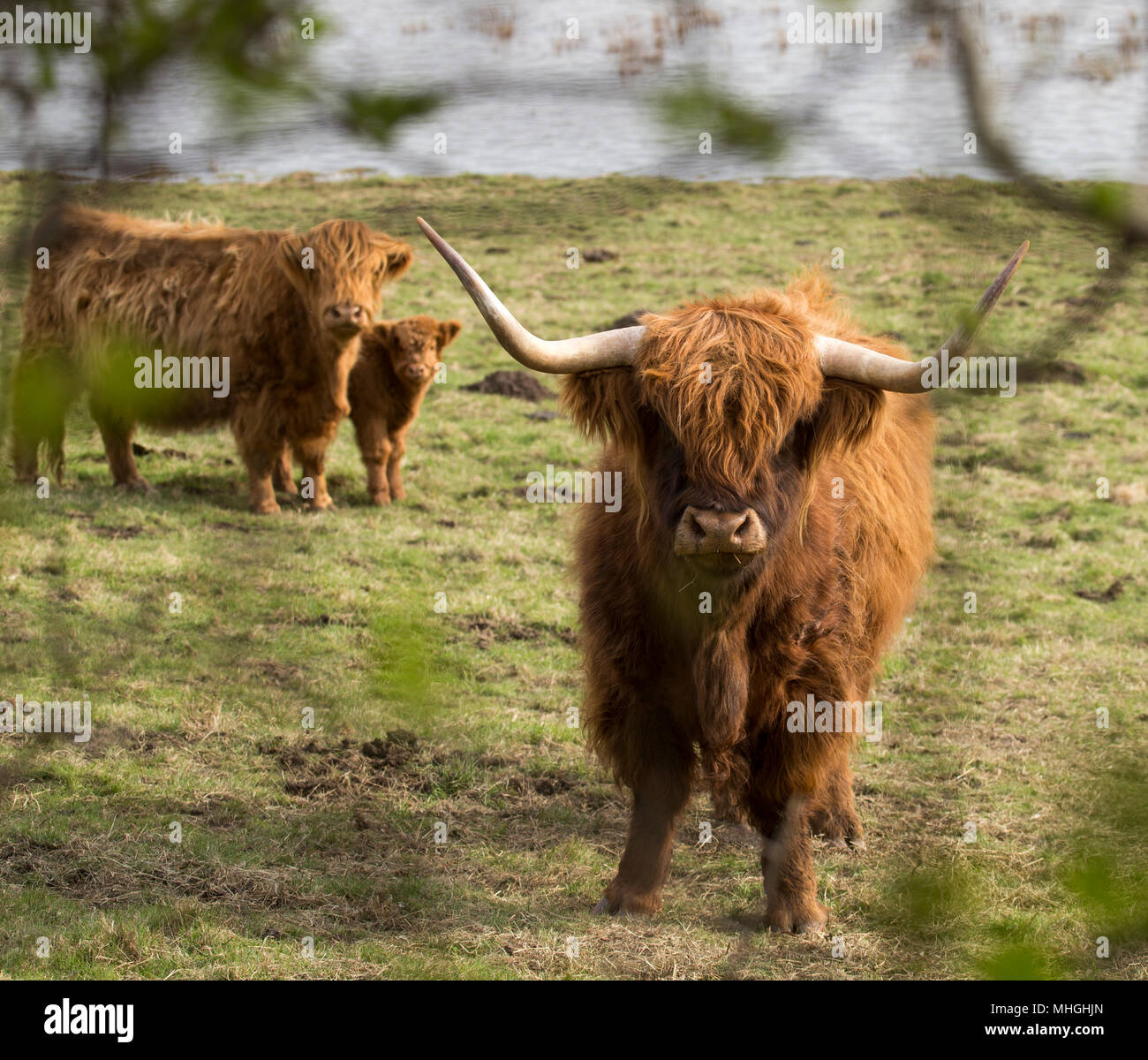 Highland Cattle Family Stock Photo - Alamy