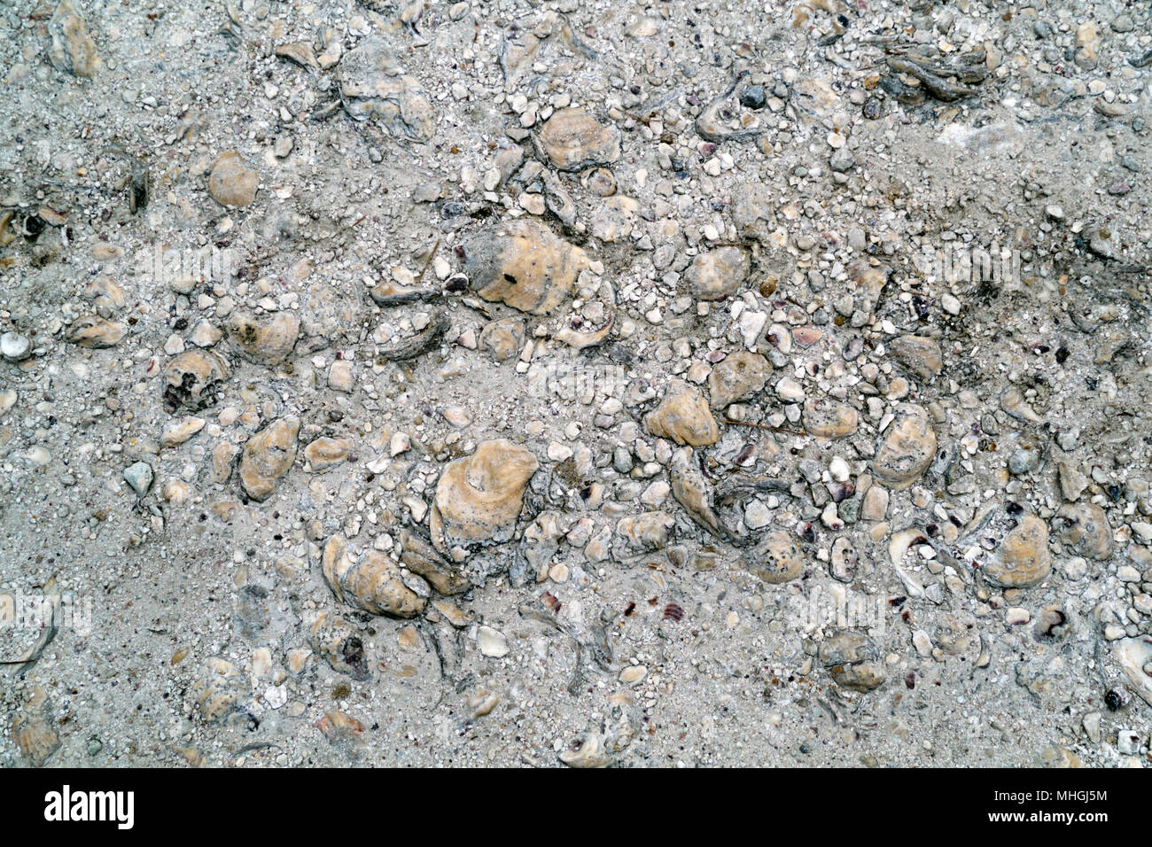 Oyster shell road bed leading to Billy's Seafood market beside the Bon ...