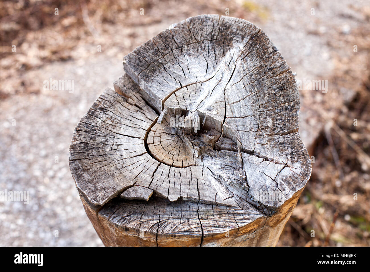 Wood rings texture hi-res stock photography and images - Alamy