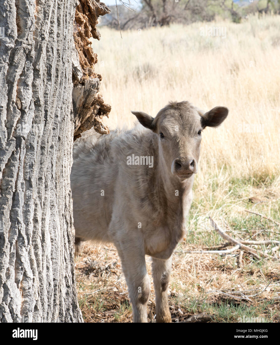Cute young curious cow looking out behind a large cottonwood trunk with ...