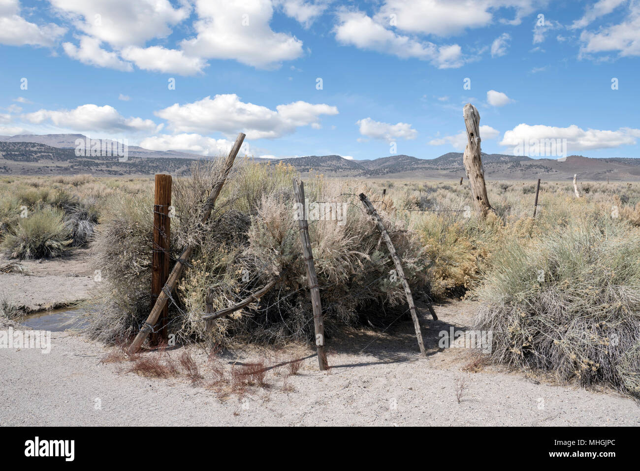 Rustic fencing using tree limbs and barbed wire in an old cattle ranch ...