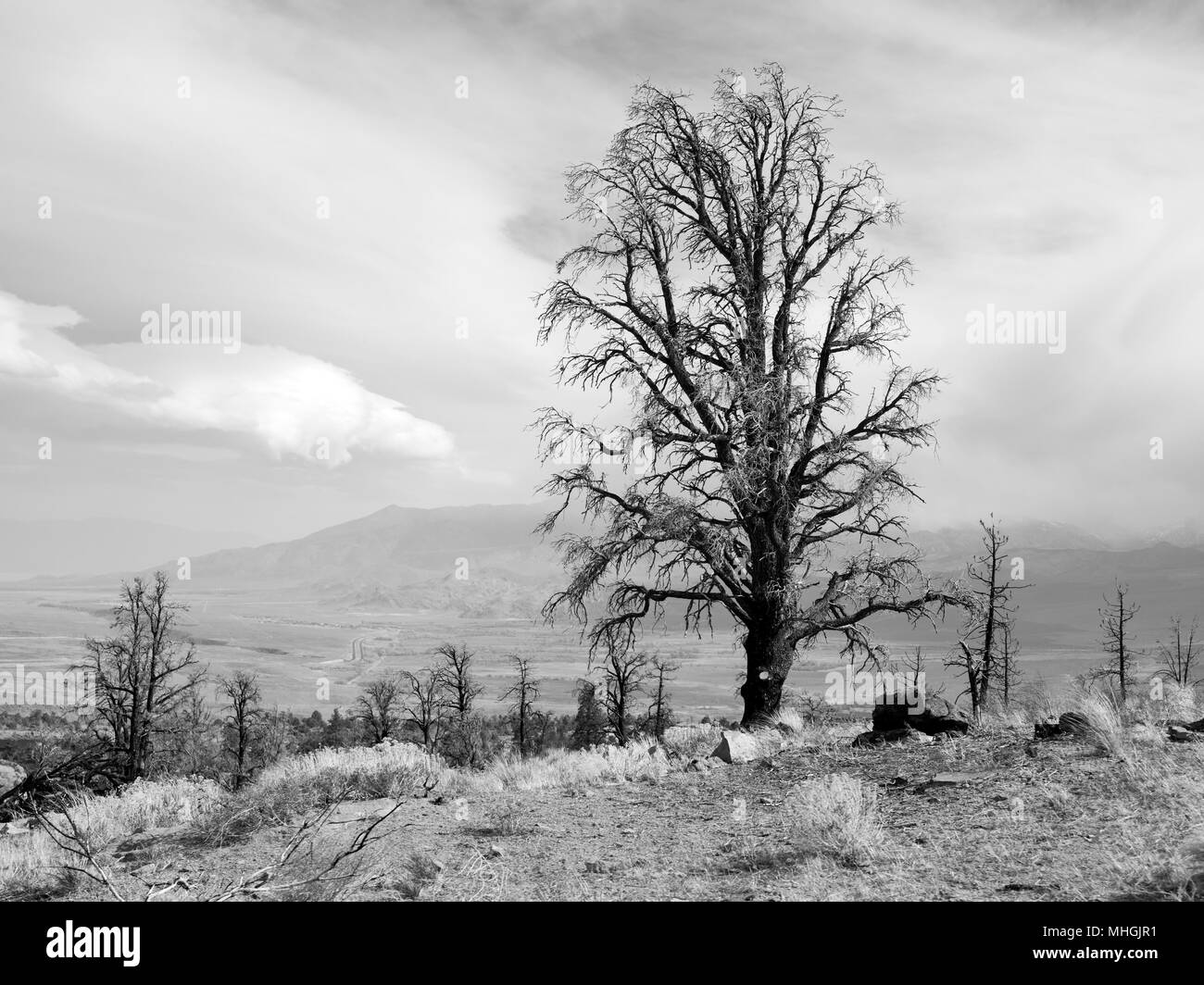 Burnt trees after a fire in the Eastern Sierras in black and white ...