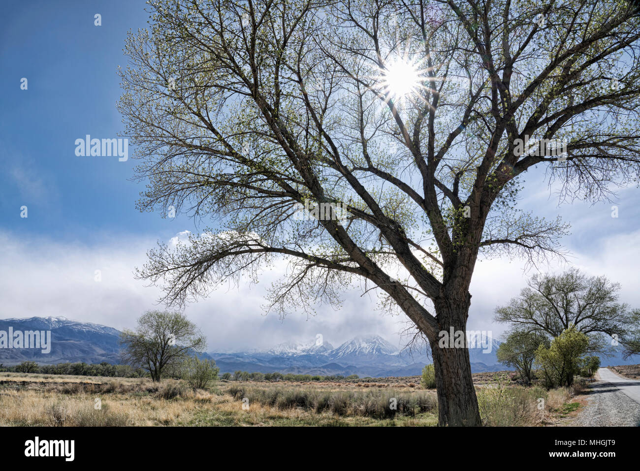 Old cottonwood tree hi-res stock photography and images - Alamy