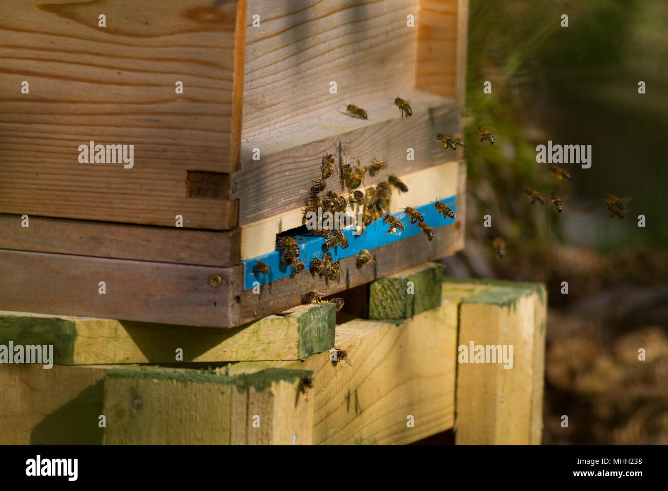 Beehive on legs hi-res stock photography and images - Alamy