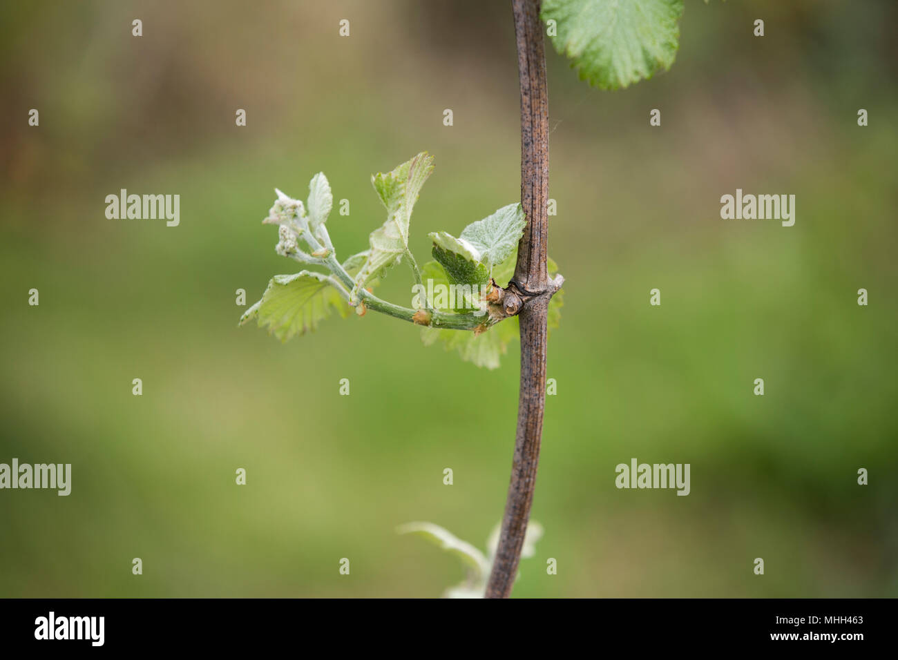 Green vine with small bunches of grapes Stock Photo - Alamy