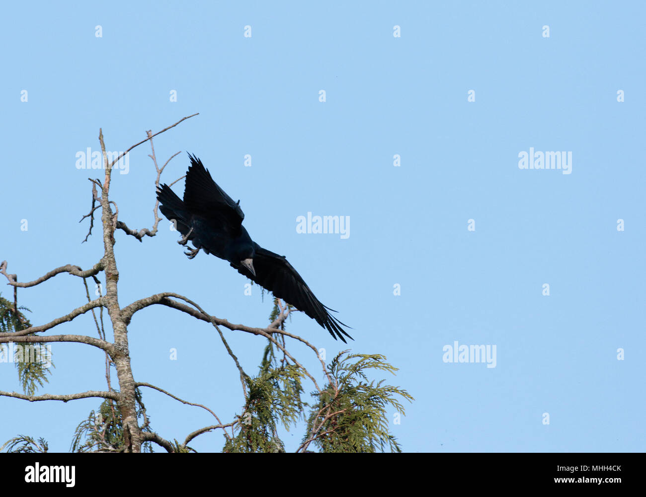 Flying rooks hi-res stock photography and images - Alamy