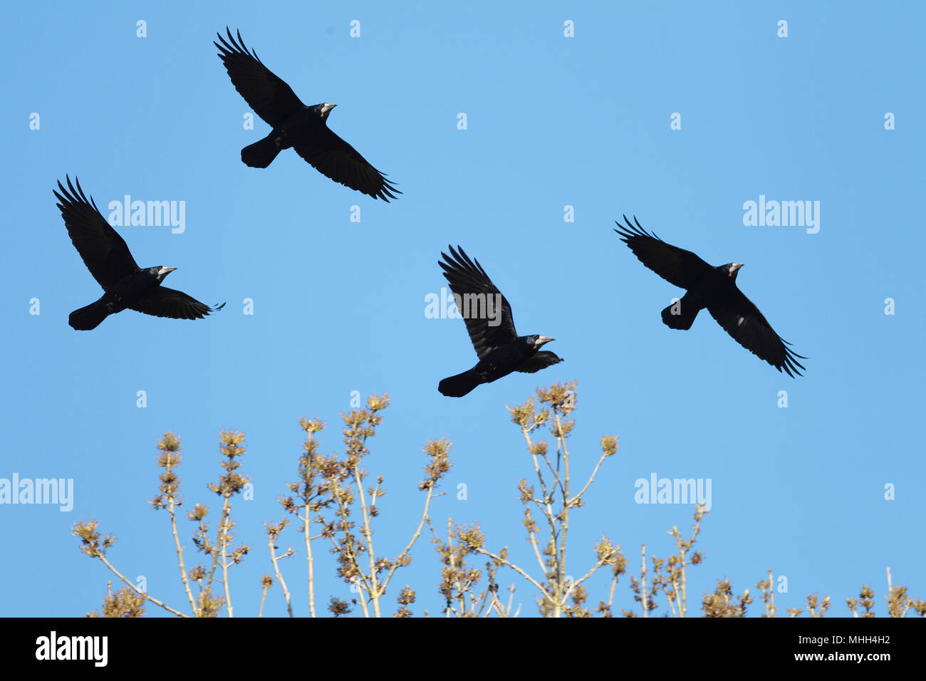 Flying rooks hi-res stock photography and images - Alamy