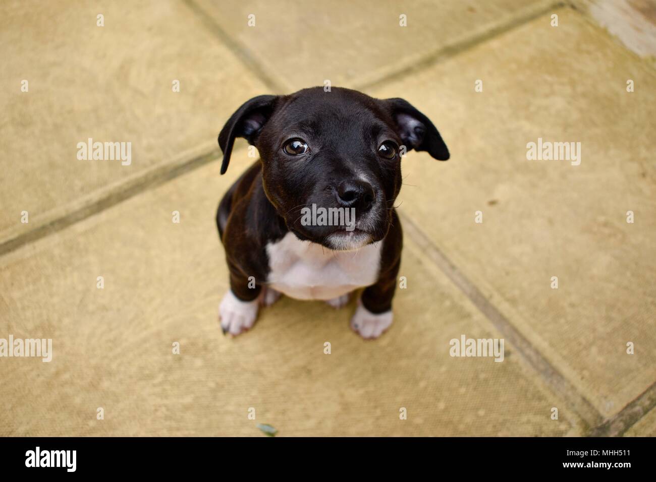 Cute Staffordshire Bull Terrier puppy. taken in Gloucestershire, Little ...