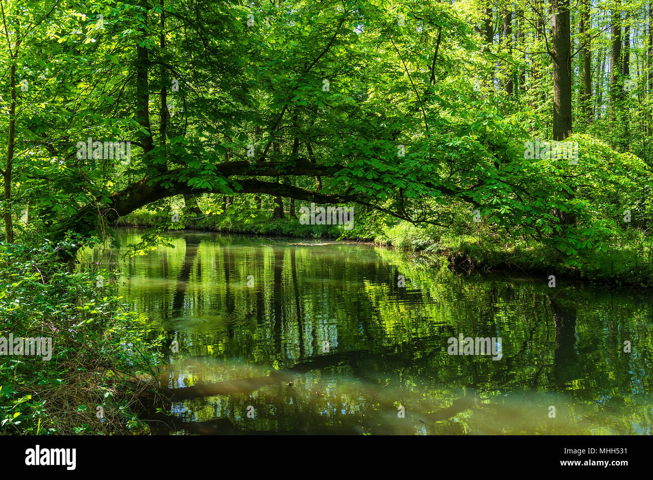 Landscape with trees in the Spreewald area, Germany Stock Photo - Alamy