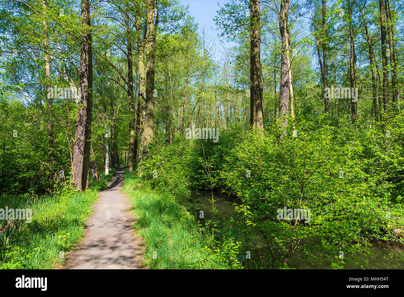 Landscape with trees in the Spreewald area, Germany Stock Photo - Alamy