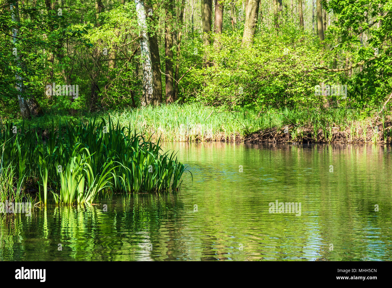 The spreewald in spring hi-res stock photography and images - Alamy