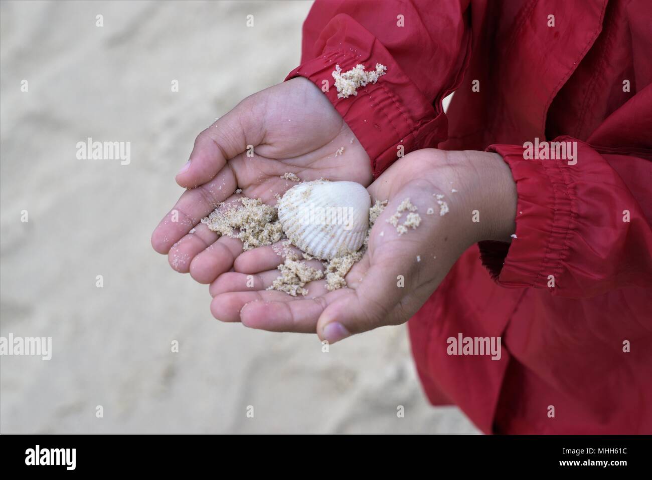 Hands holding seashell hi-res stock photography and images - Alamy