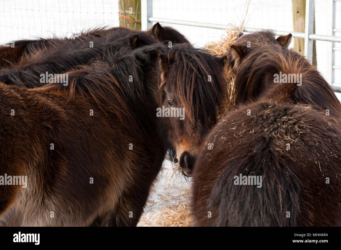 Feeding shetland pony hi-res stock photography and images - Alamy