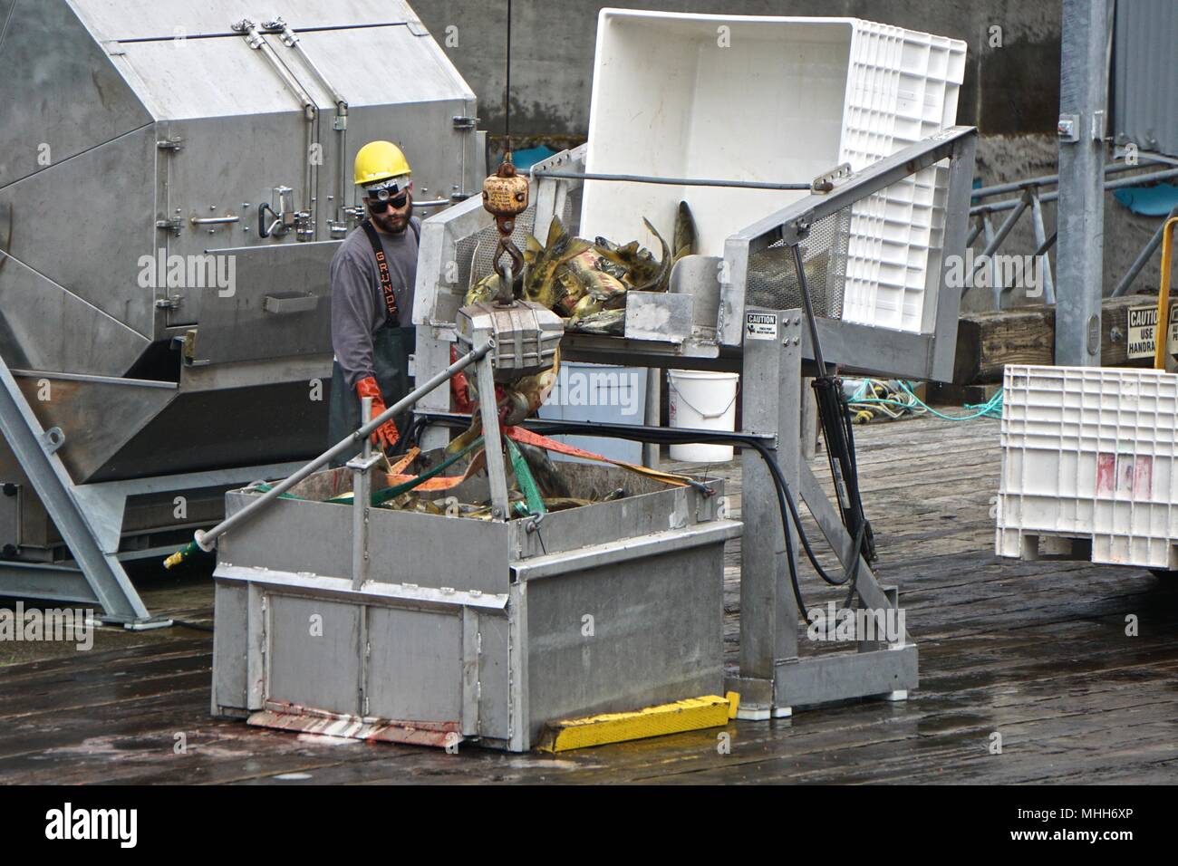Juneau, Alaska, USA: Workers at the Macaulay Salmon Hatchery load adult ...