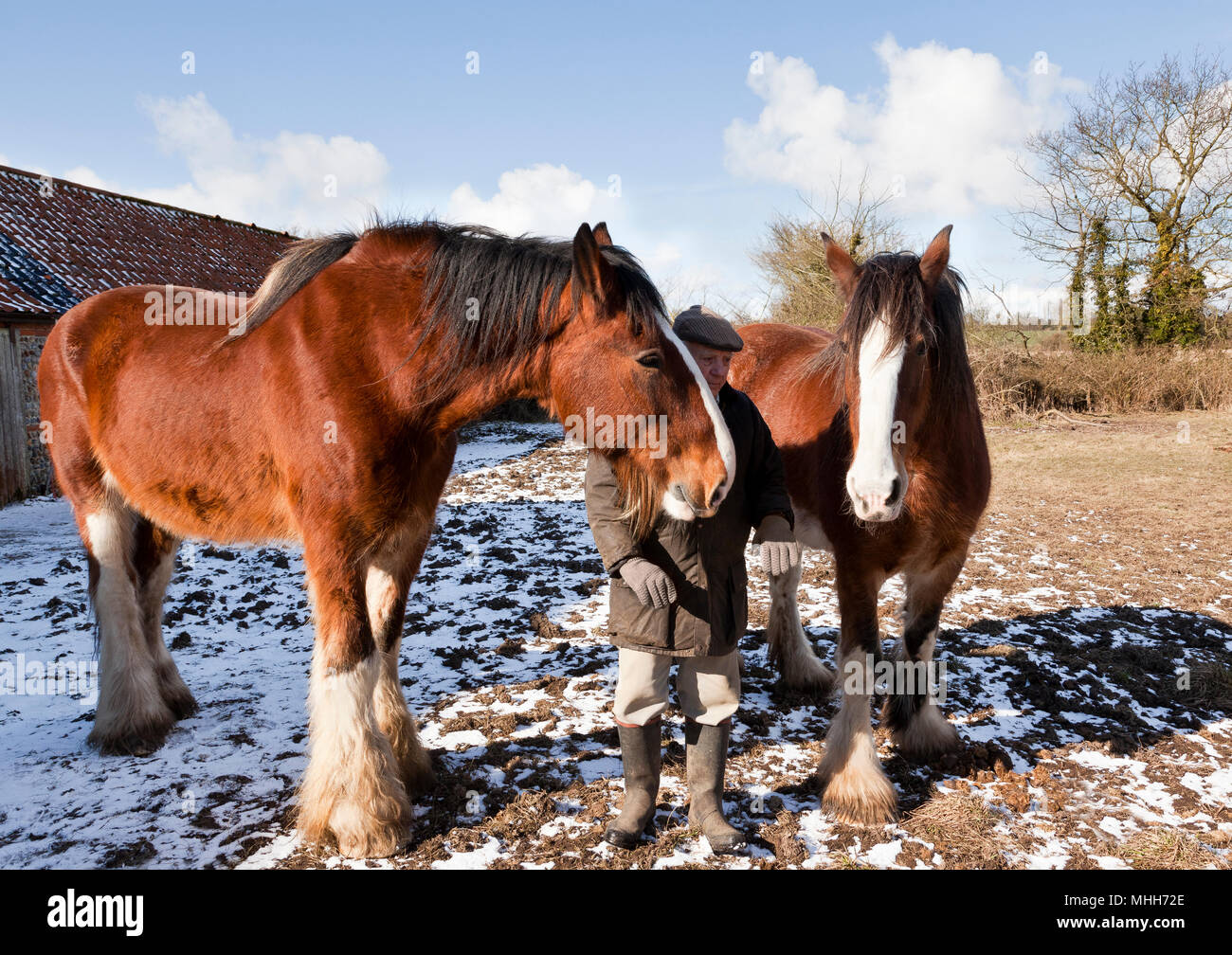 Traditional shire horses hi-res stock photography and images - Alamy