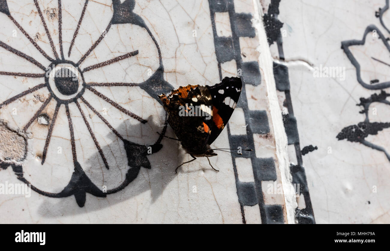 Close up of a monarch butterfly on a marble background Stock Photo - Alamy