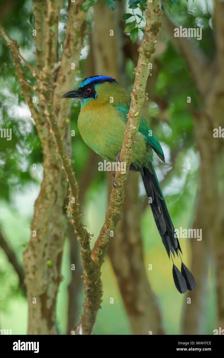Blue-crowned Motmot - Momotus momota, beautiful colorful motmot from ...