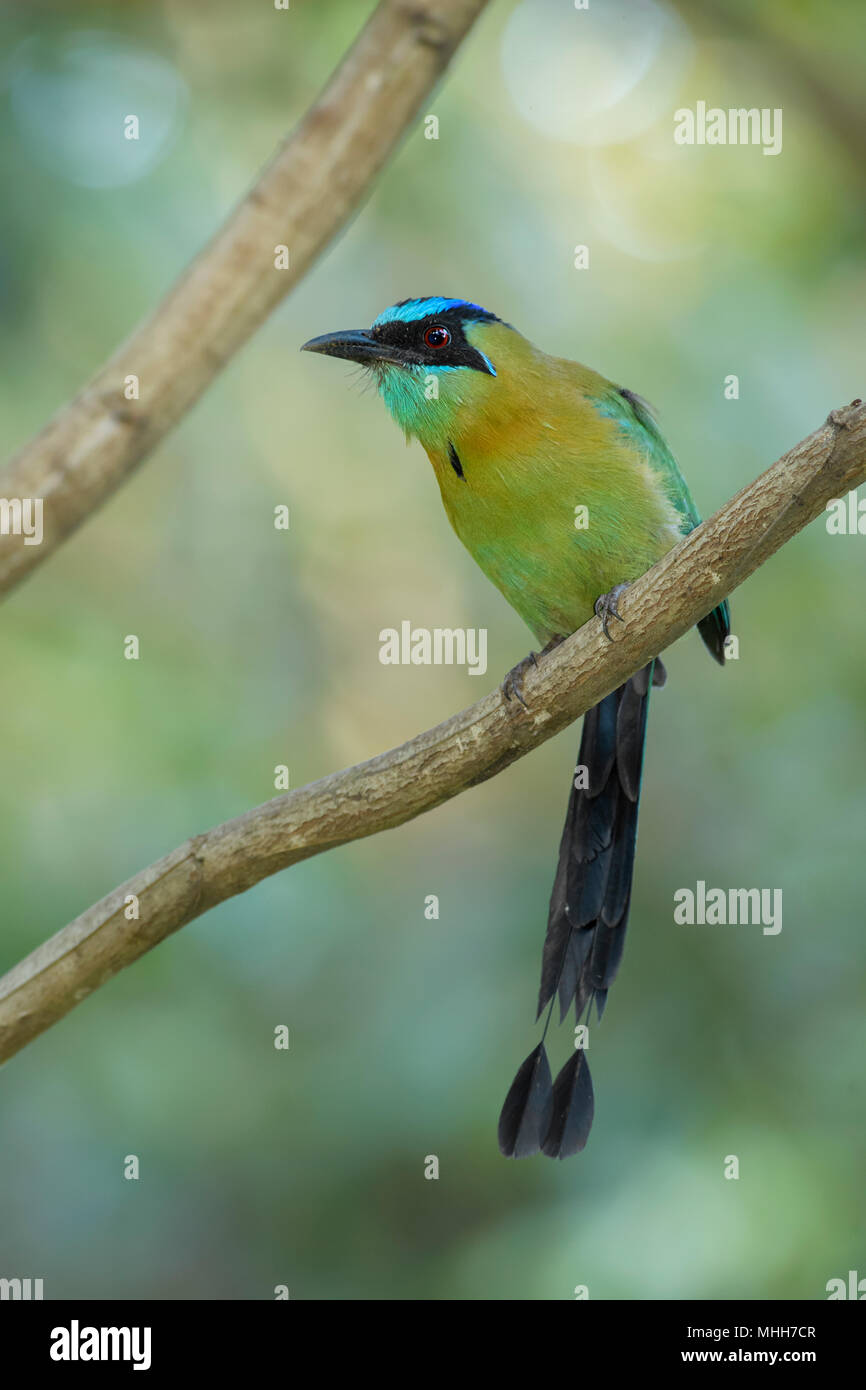 Blue-crowned Motmot - Momotus momota, beautiful colorful motmot from ...