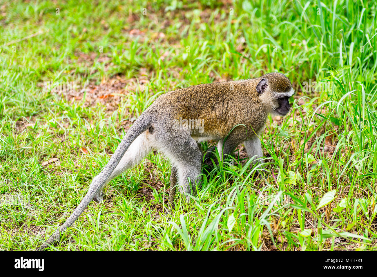 Monkey in Zimbabwe Stock Photo - Alamy