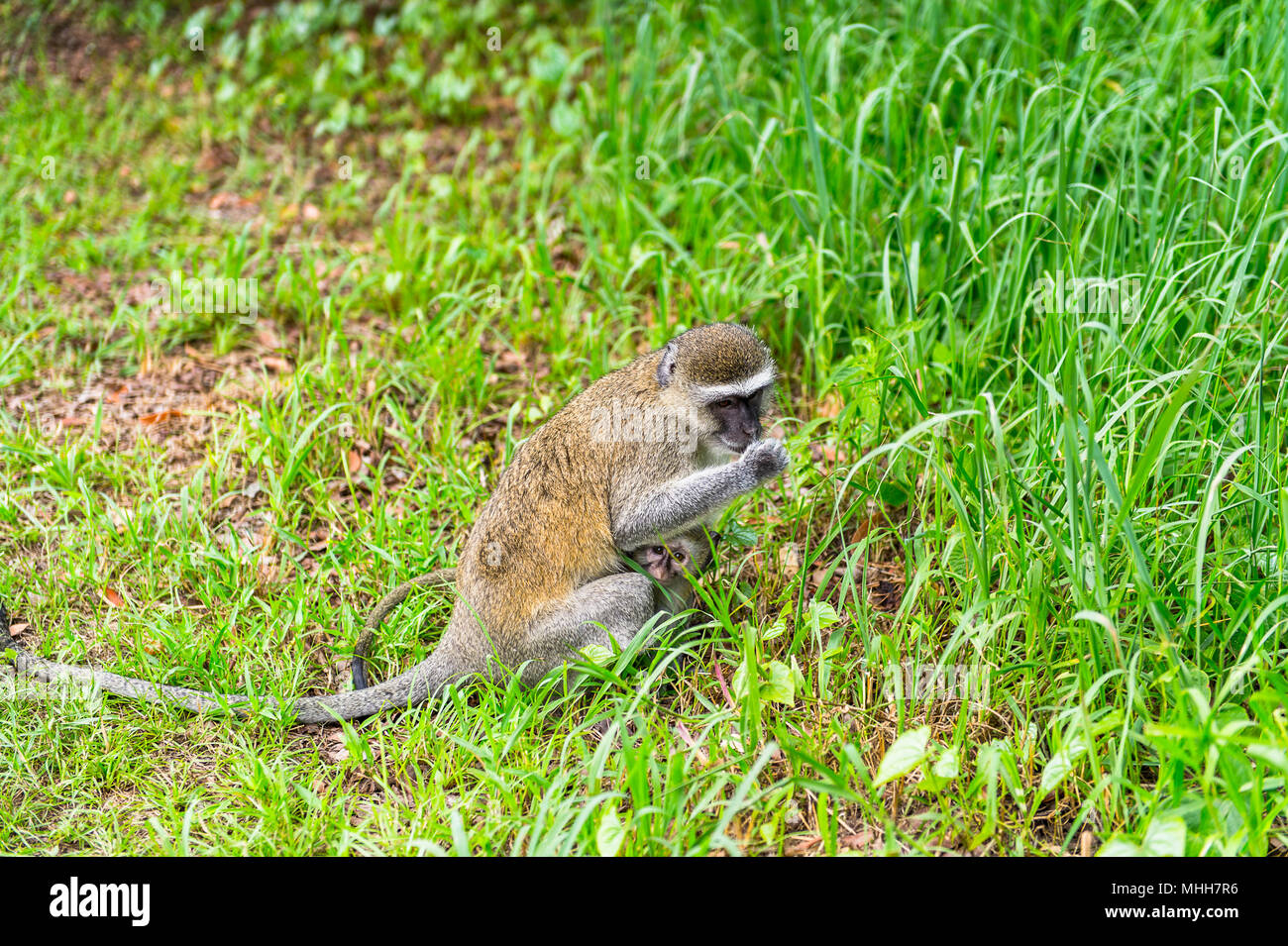 Monkey in Zimbabwe Stock Photo - Alamy