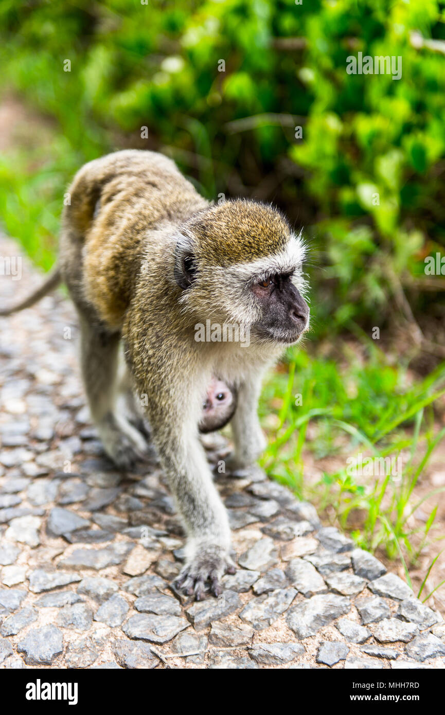 Monkey with a baby in Zimbabwe Stock Photo - Alamy