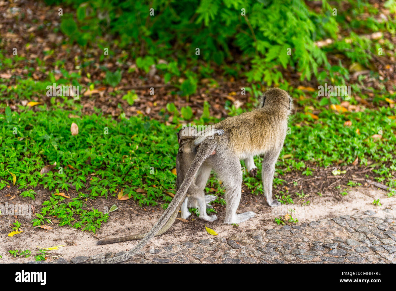 Zimbabwe Monkey High Resolution Stock Photography and Images - Alamy