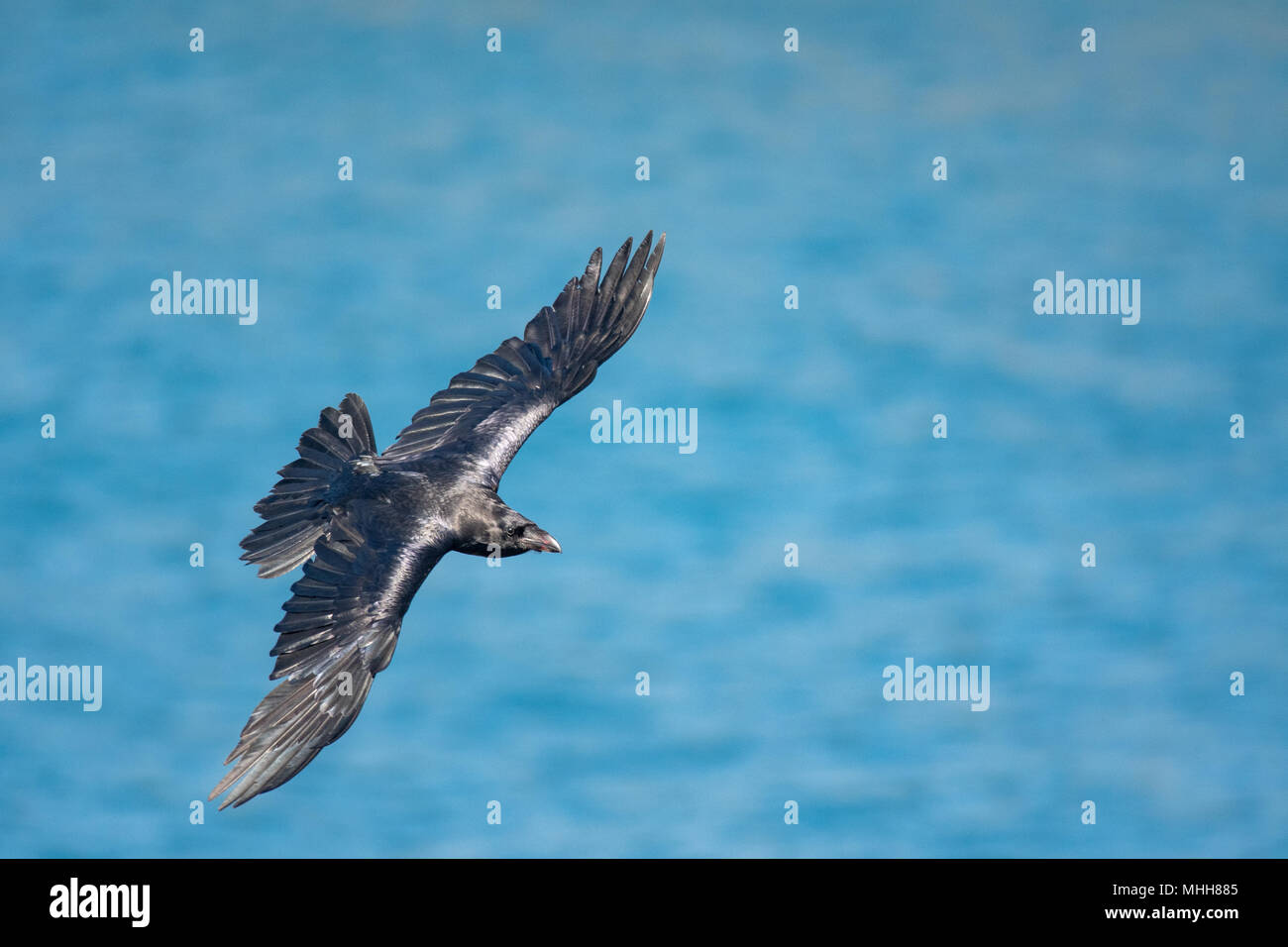 isolated Raven Corvus Corax Bird Flying over Sea Stock Photo - Alamy