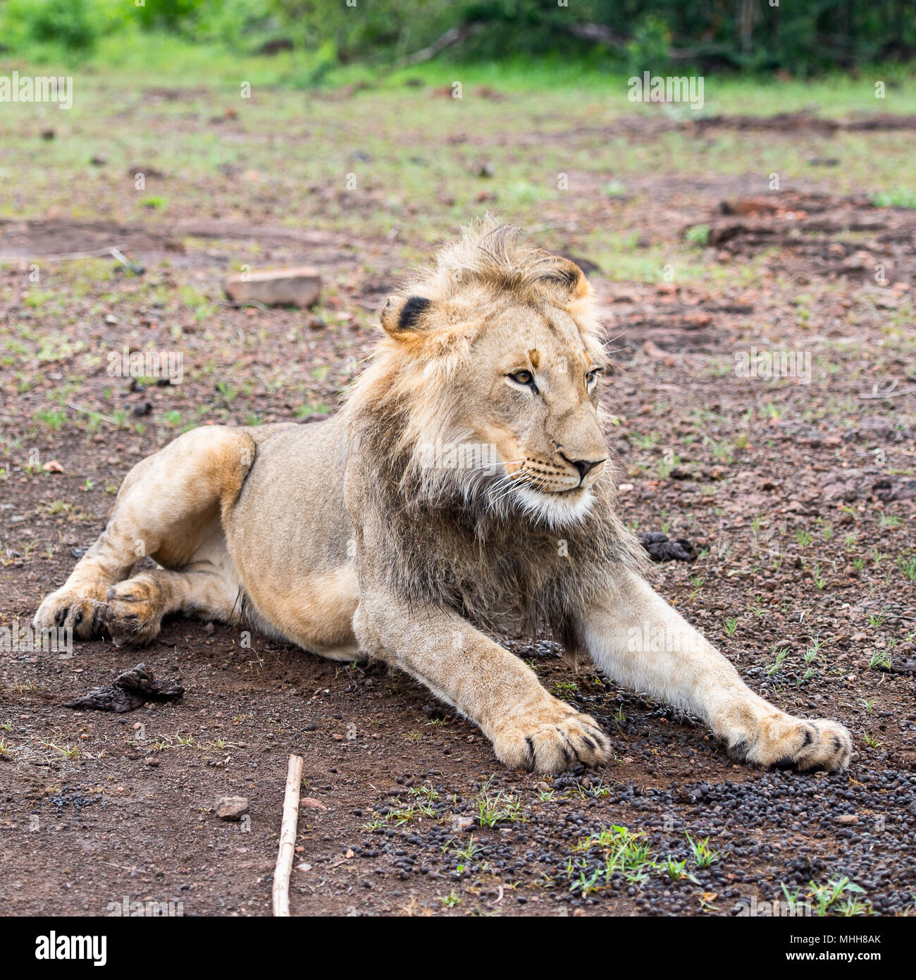 King fron hi-res stock photography and images - Alamy
