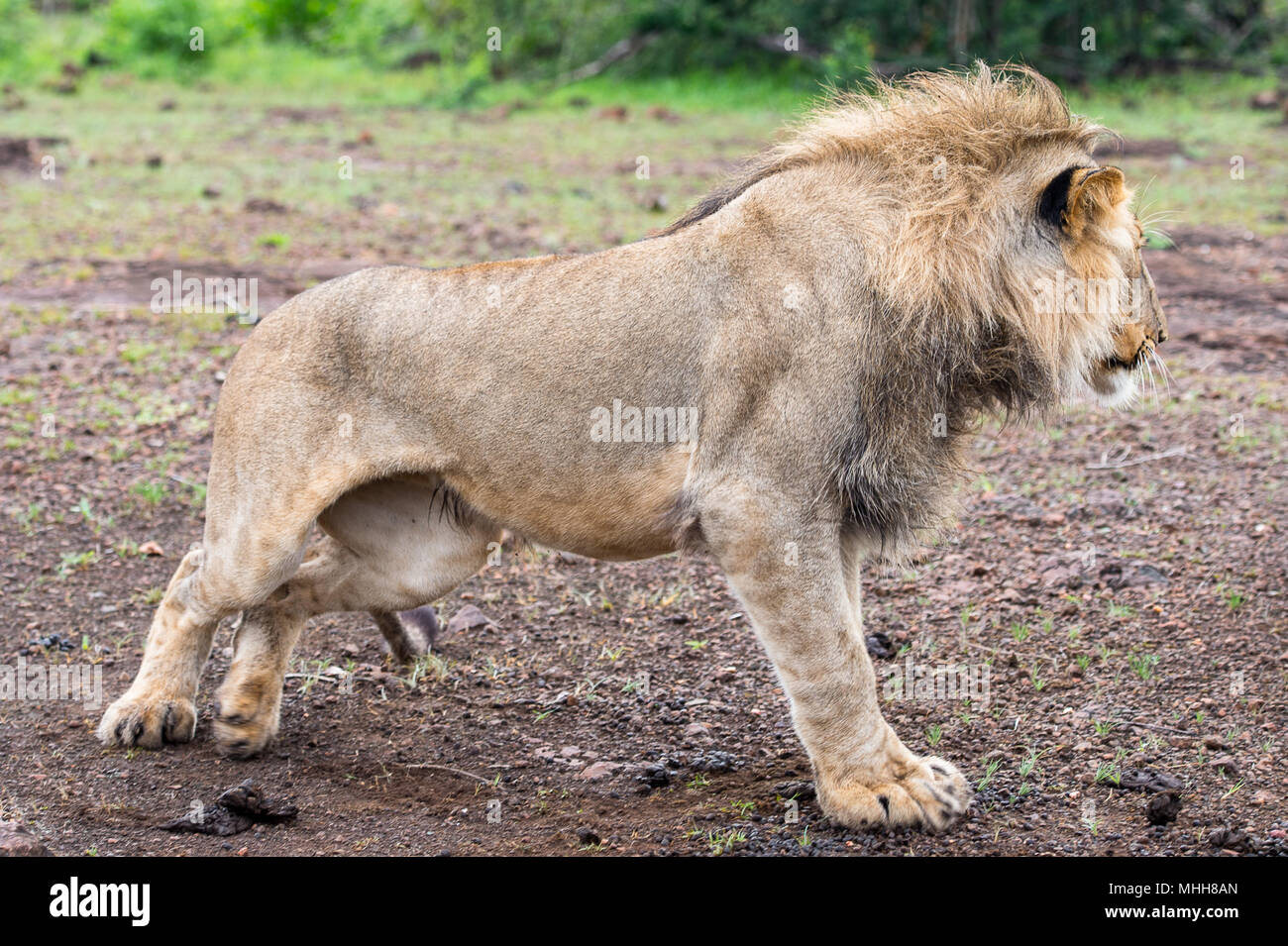 Lion fron Zimbabwe Stock Photo - Alamy