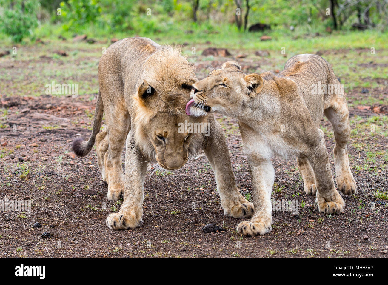 Lion and lioness play together in Zimbabwe, Africa Stock Photo - Alamy