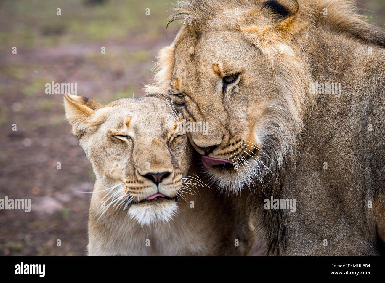 Lion Lioness Love