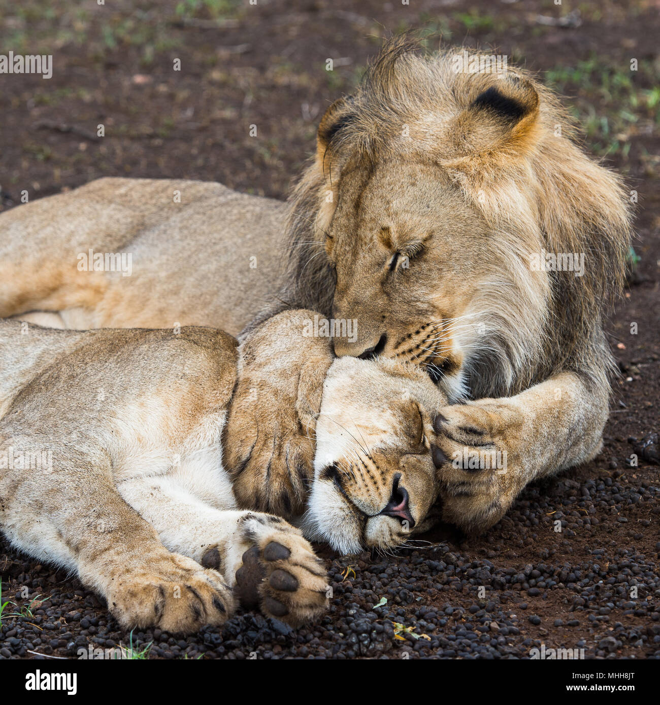 Lion and lioness play together on the ground in Zimbabwe, Africa Stock ...