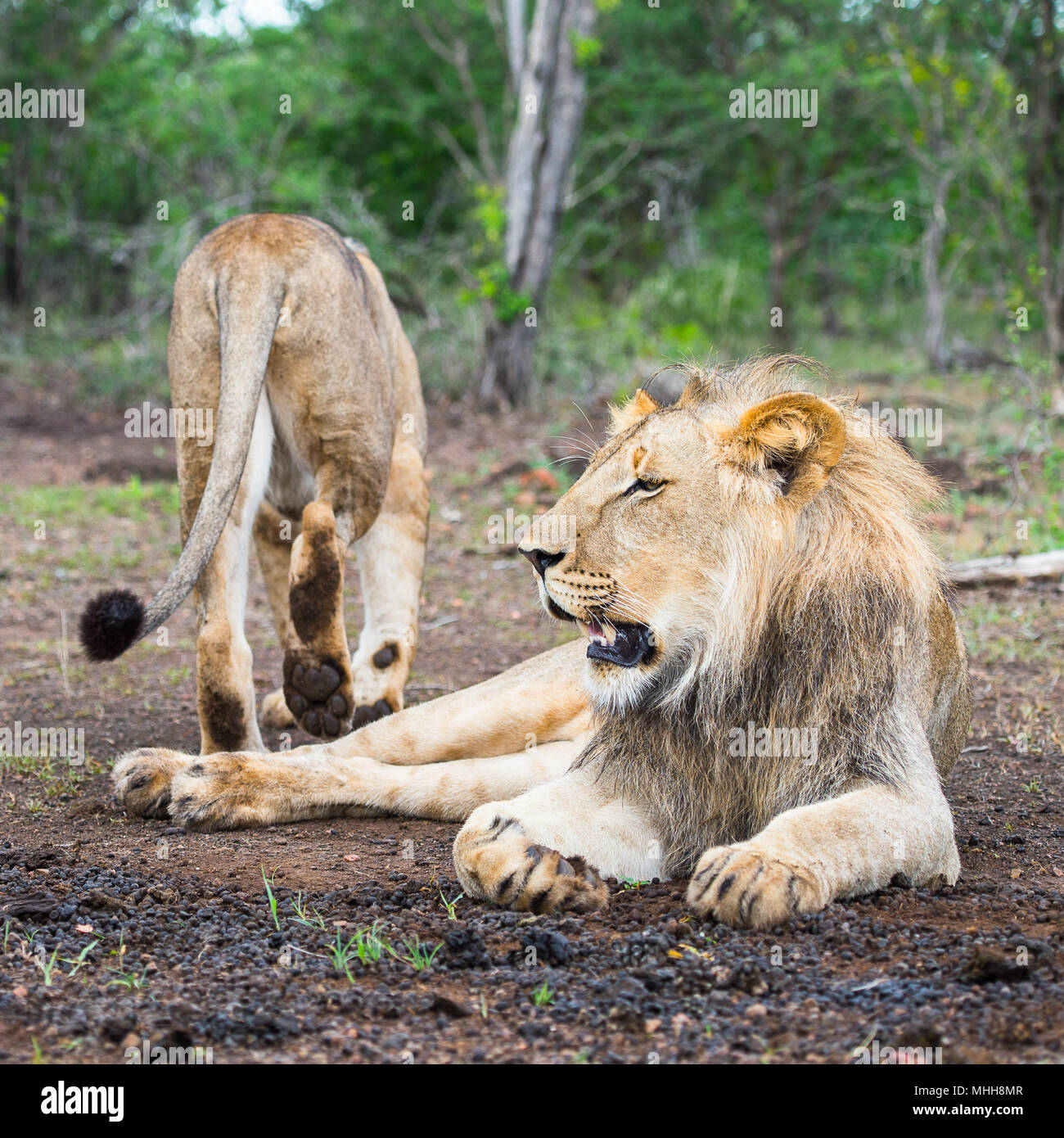 Lion watching his wife go away in Zimbabwe, Africa Stock Photo - Alamy