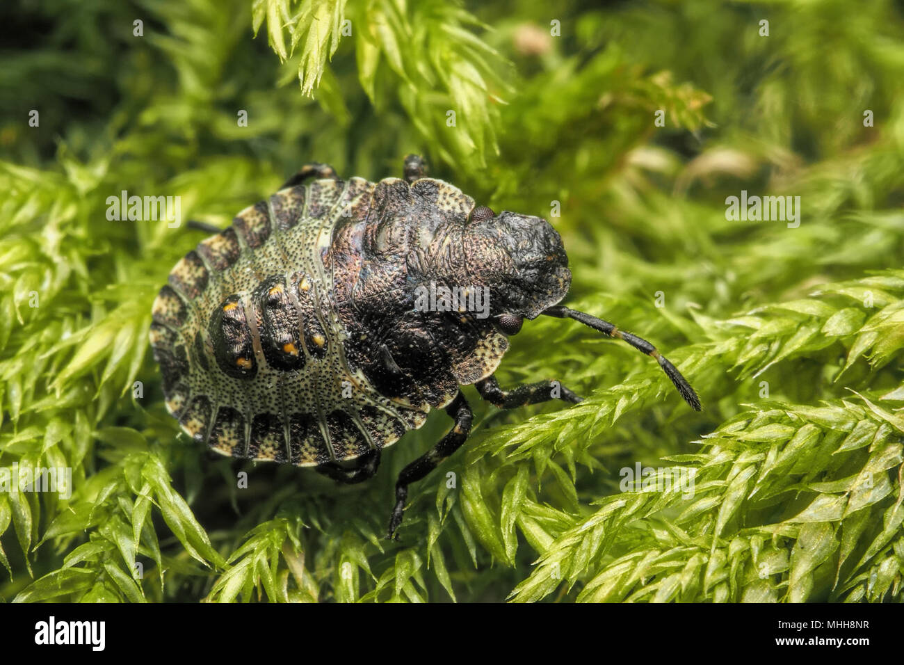 Red legged shieldbug nymph hi-res stock photography and images - Alamy