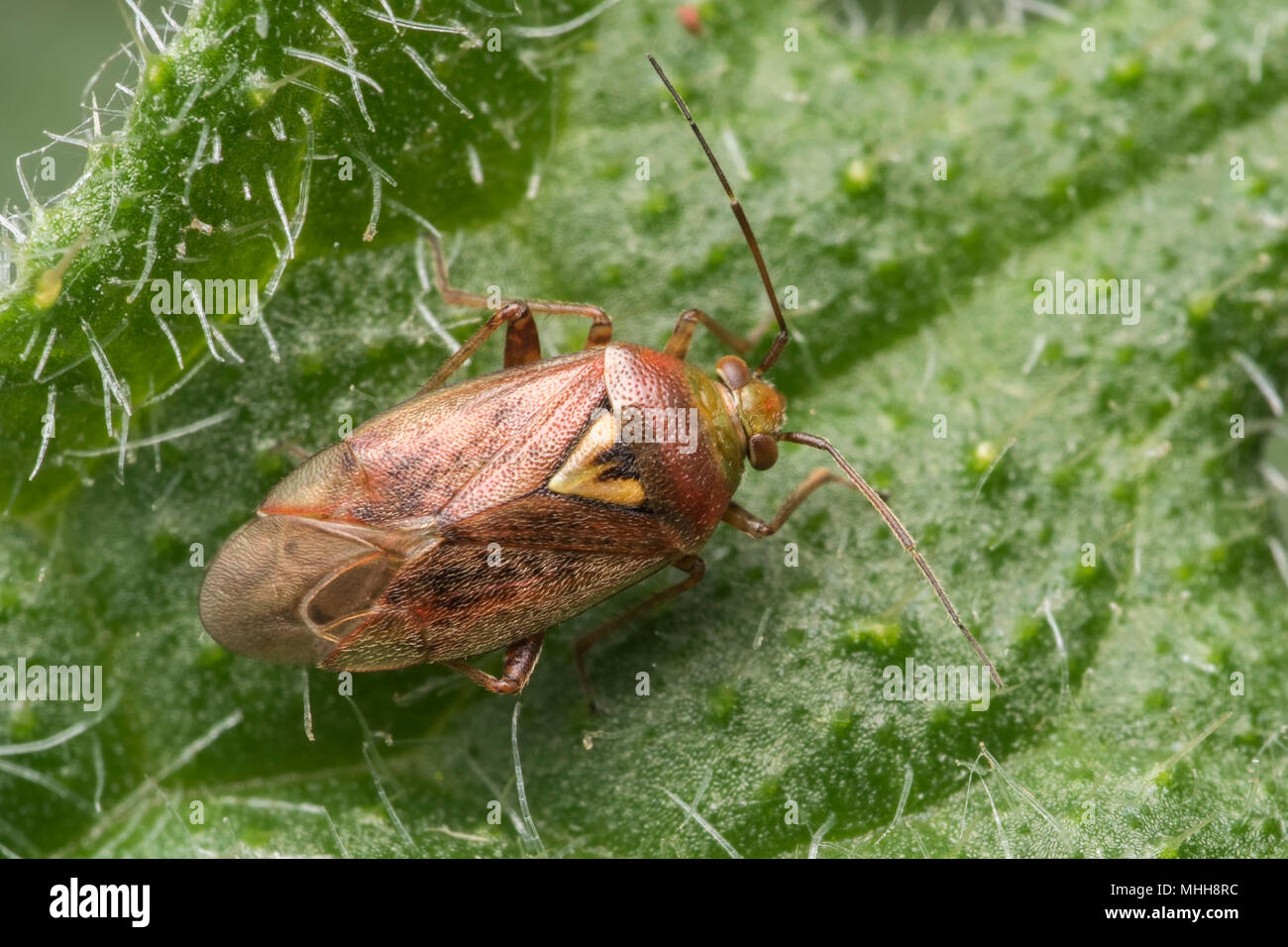 Lygus bugs hi-res stock photography and images - Alamy